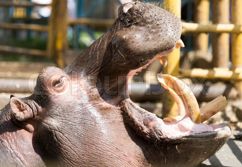 Hippo teeth in the zoo in nature | Stock image | Colourbox