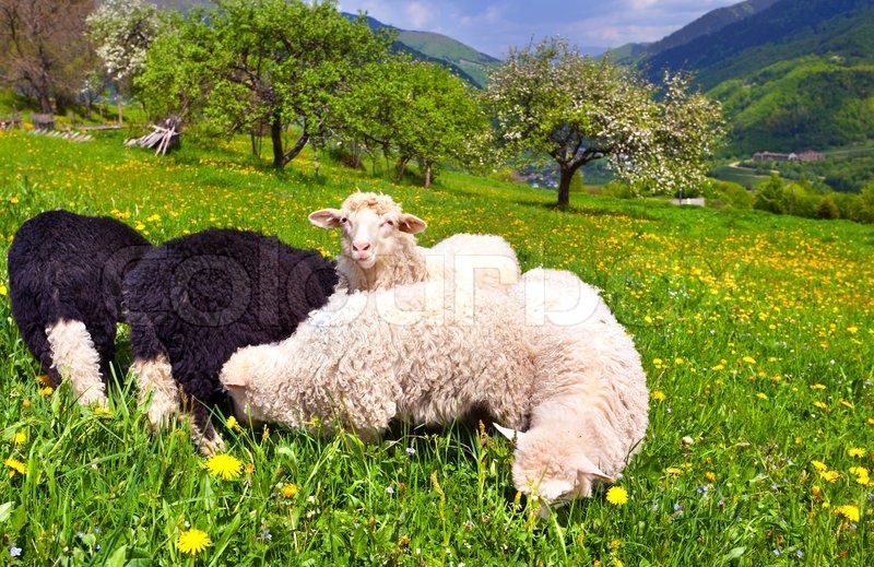 Sheep on a farm in the spring in the ... | Stock image | Colourbox