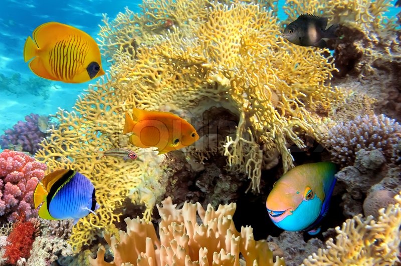 Underwater life of a hard-coral reef, Red Sea, Egypt. | Stock Photo ...