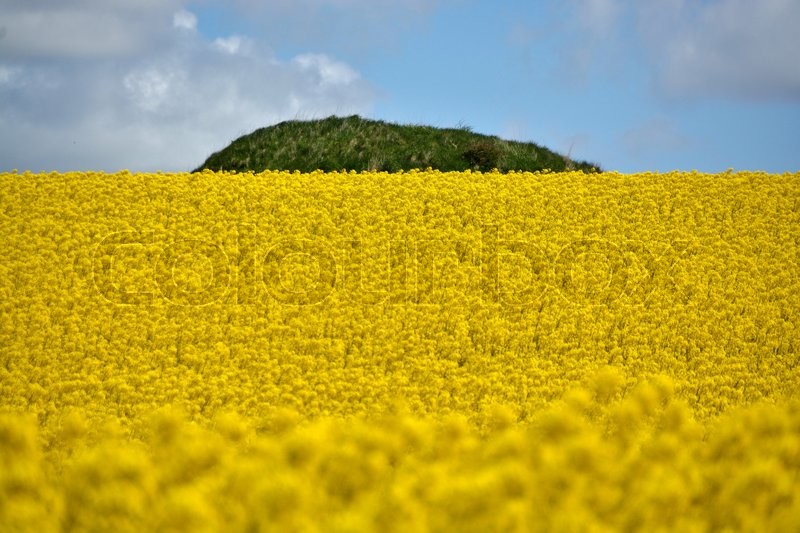 Gravhøj og rapsmarker | Stock foto | Colourbox