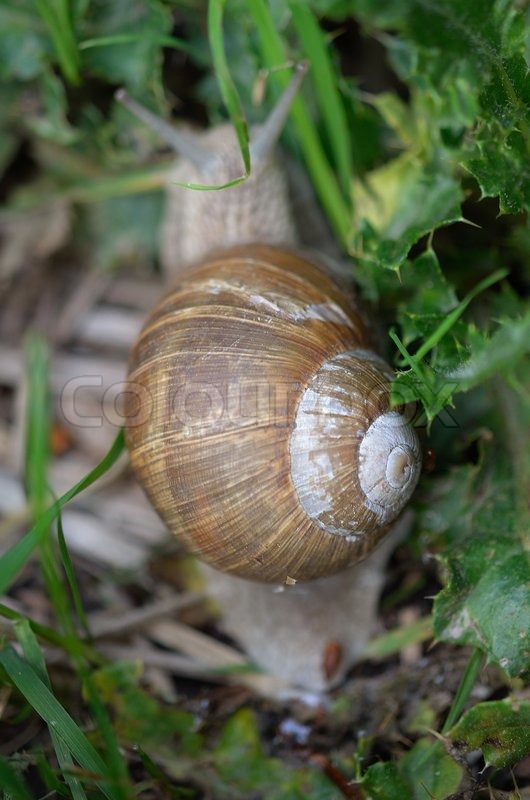Snail - Helix pomatia | Stock image | Colourbox