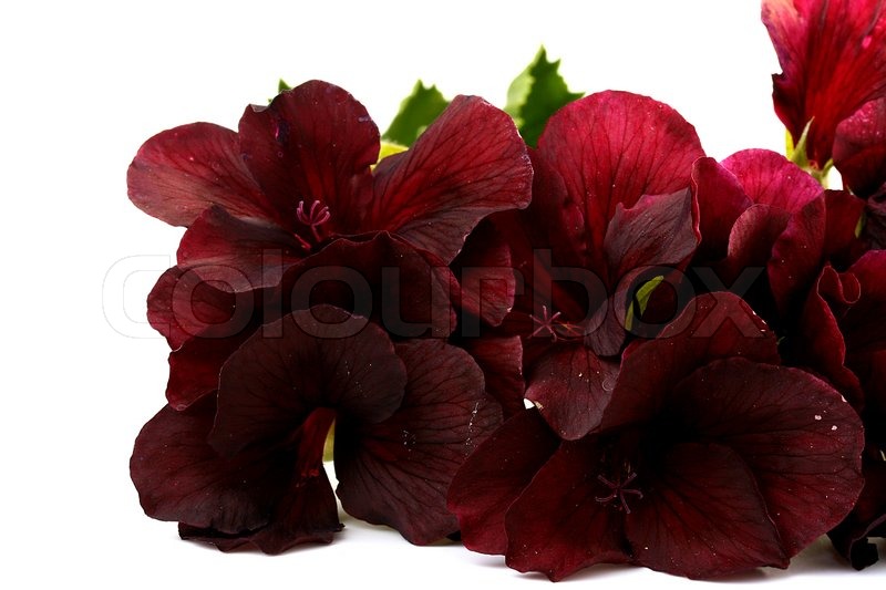 Flowers of a black geranium are used in ... | Stock image | Colourbox