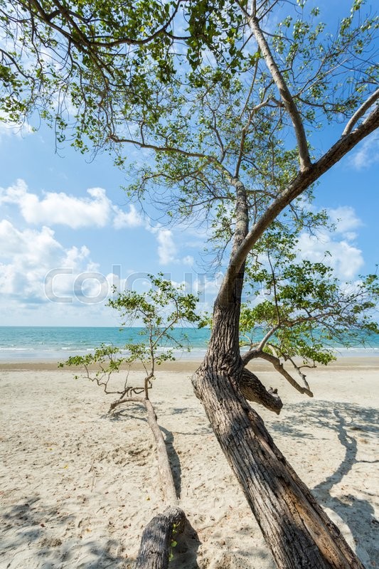 Tropical beach with tree | Stock image | Colourbox