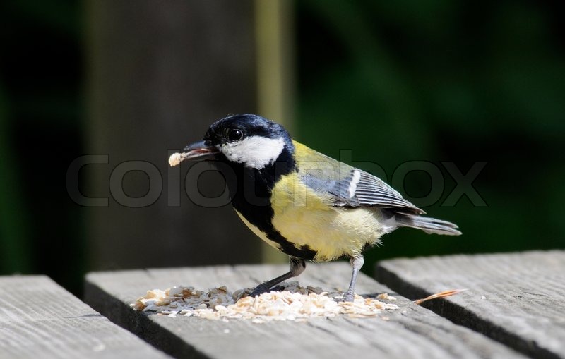 Meise | Stock Bild | Colourbox