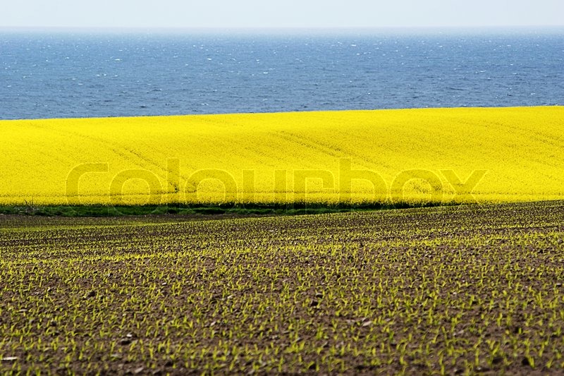 Agrarlandschaft. Raps-Feld. | Stock Bild | Colourbox