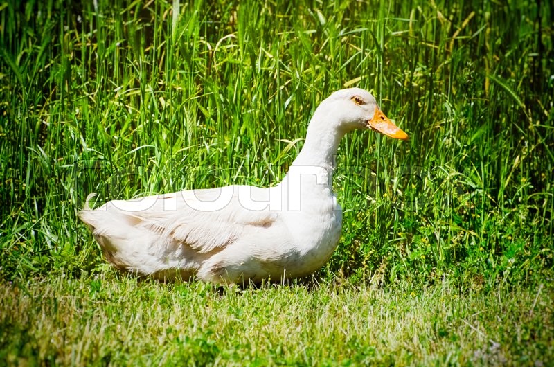 White Farm Duck in Green Grass | Stock image | Colourbox