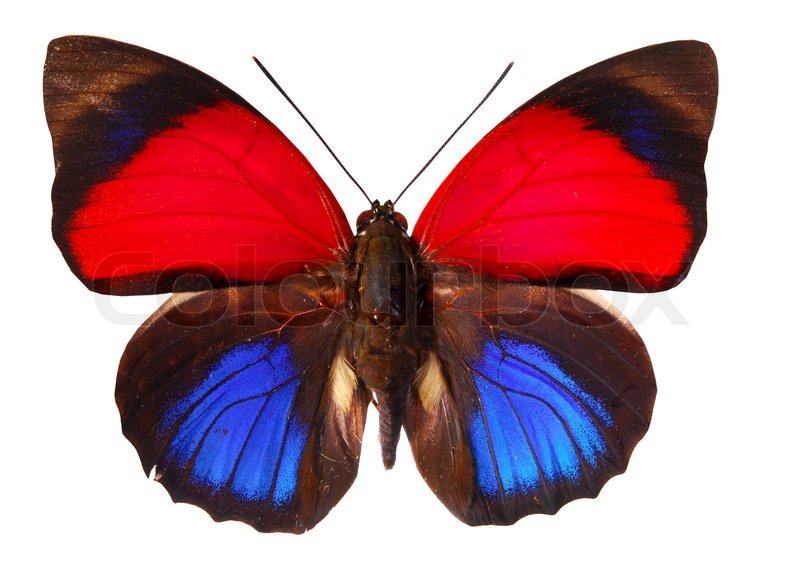 Red and blue butterfly isolated on white | Stock Photo | Colourbox