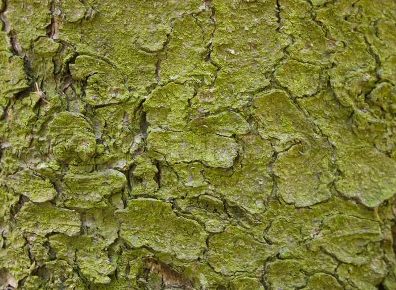 Baumrinde Textur aus einem alten Baum | Stockfoto | Colourbox