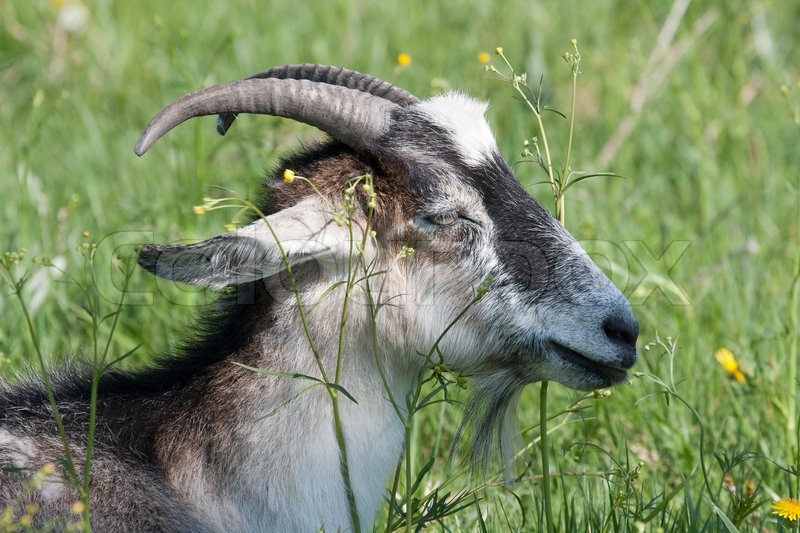 Very beautiful domestic goat | Stock image | Colourbox