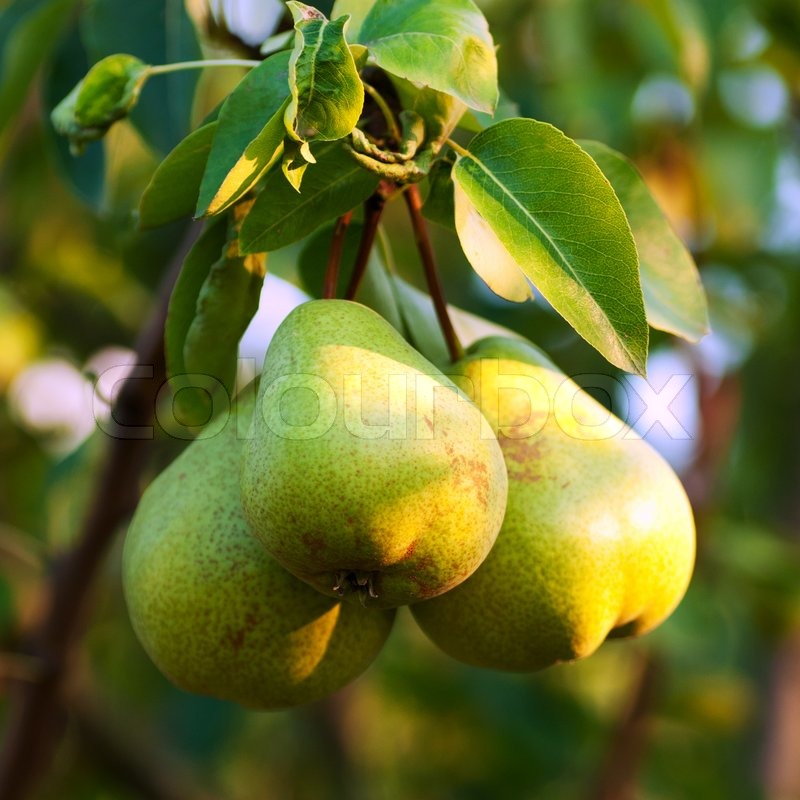 Drei grüne Birnen mit Blättern am ... | Stock Bild | Colourbox