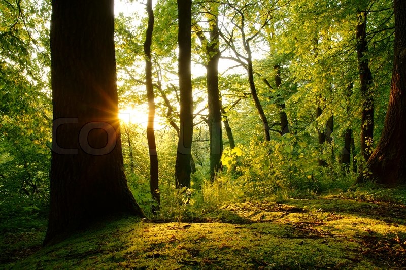 Last rays of the setting sun in beech forest | Stock Photo | Colourbox