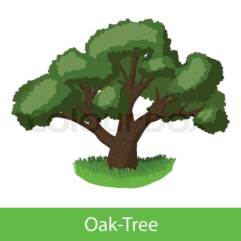 Oak-Tree cartoon icon. Single ... | Stock vector | Colourbox