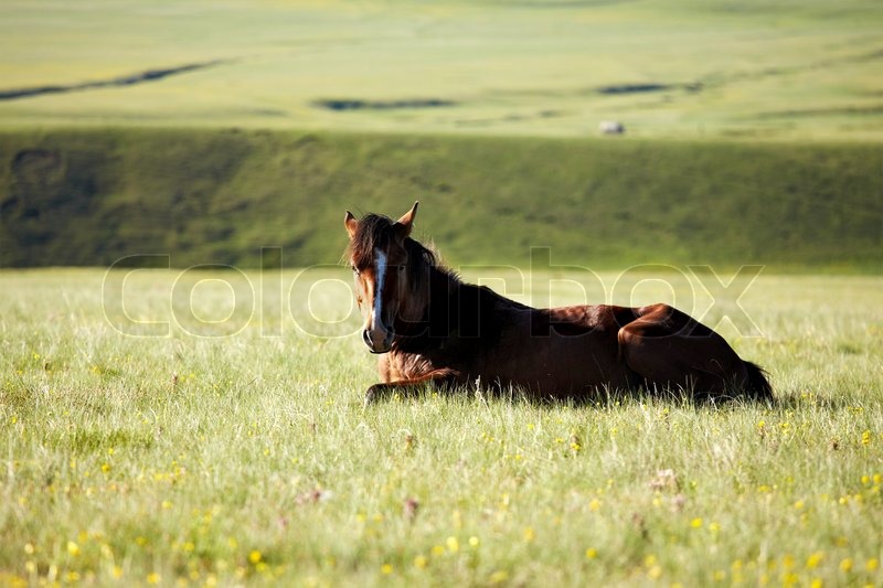 Pferd liegend im Gras in den Bergen | Stock Bild | Colourbox