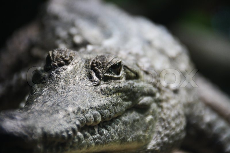 Alligator/ krokodille, i australien, ... | Stock image | Colourbox