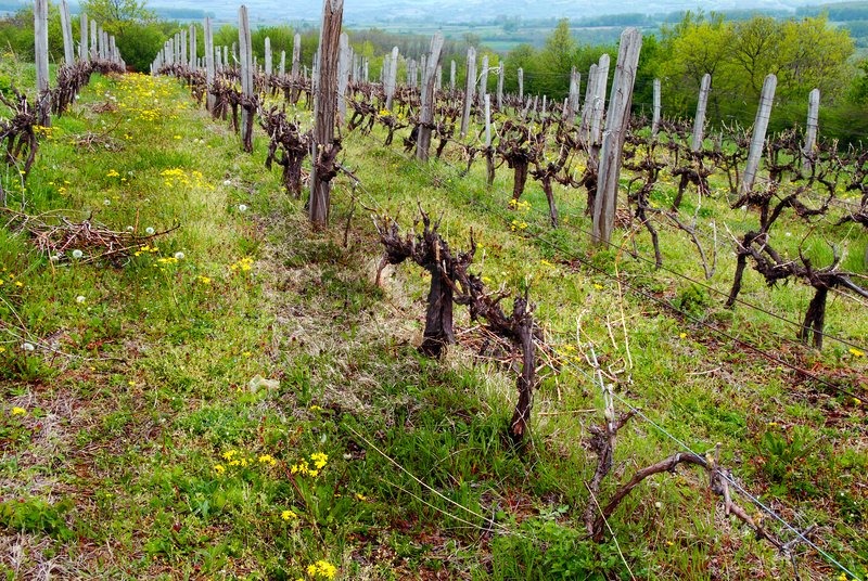 Old vineyard in rural Serbia at spring | Stock Photo | Colourbox