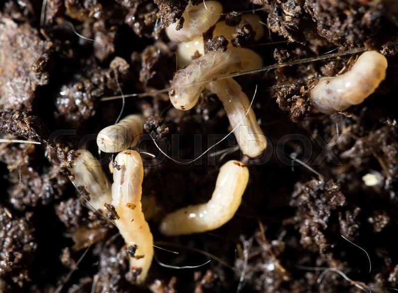 White fly larvae in the soil. macro | Stock image | Colourbox