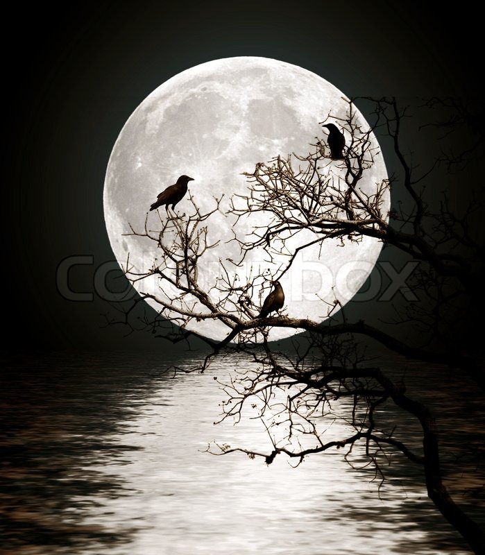 Ravens sitting on a tree shined with the full moon | Stock Photo ...