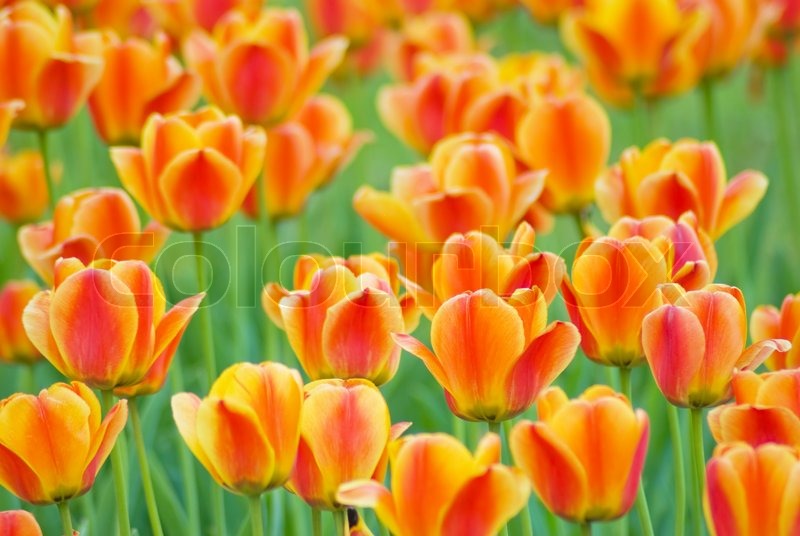 Orange And Yellow Tulips