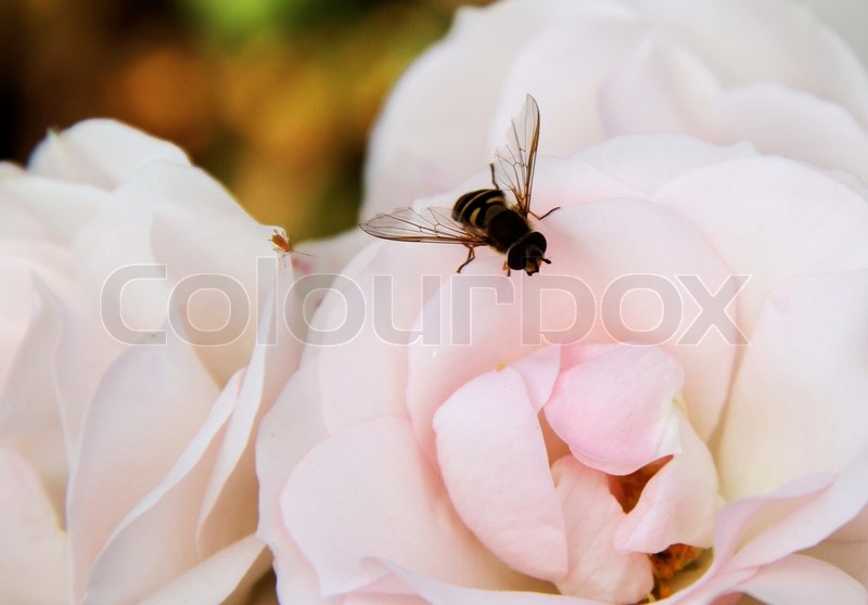 Bee on Rose | Stock Bild | Colourbox