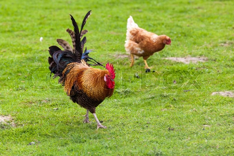 Farm Rooster