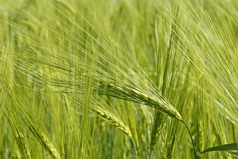 Flowering of barley. Spikelet barley in ... | Stock image | Colourbox