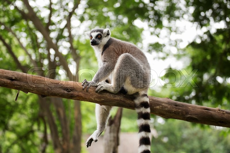 Ring Tailed Lemurs In A Tree