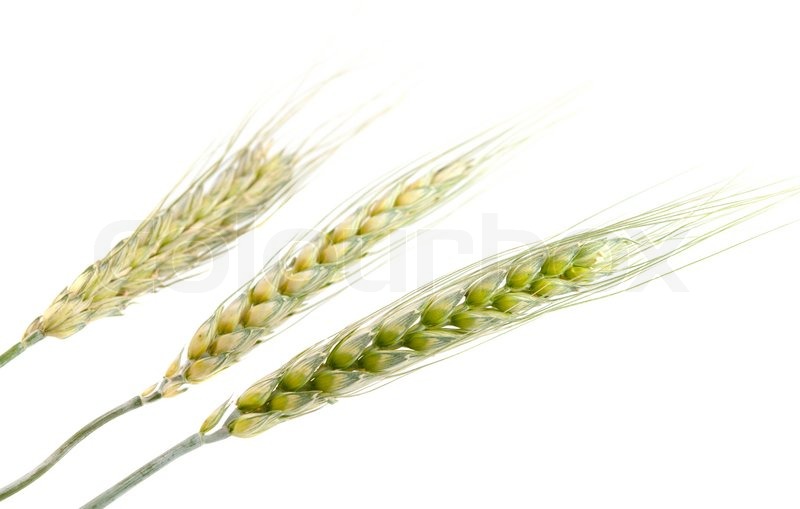 Ear of rye on a white background | Stock image | Colourbox