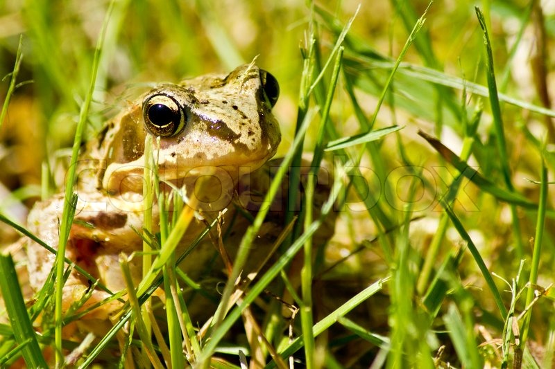 Frog in high grass | Stock image | Colourbox