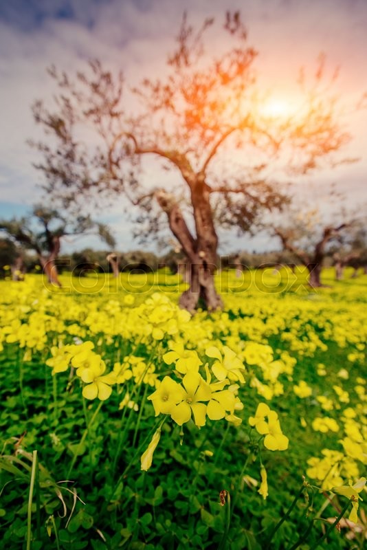 Pretty Yellow Flower
