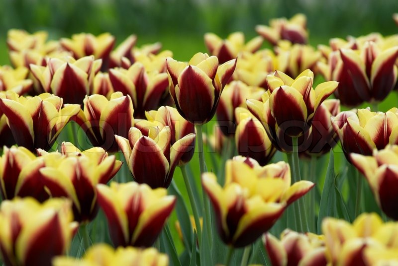 Tulips | Stock image | Colourbox