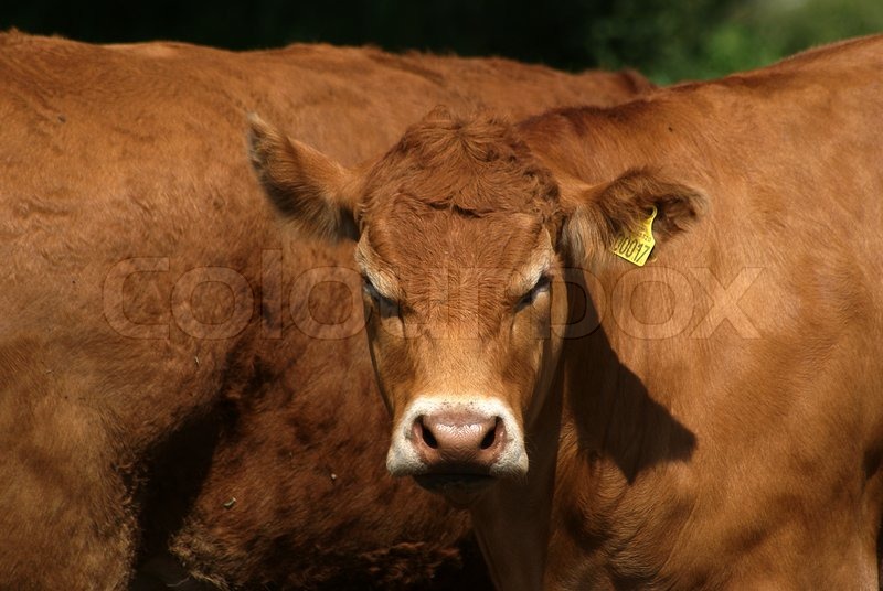 Brown cattle. | Stock image | Colourbox