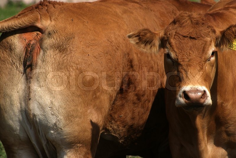 Brown cattle. | Stock image | Colourbox