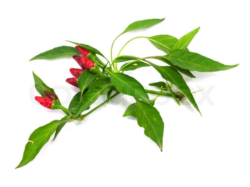 Little red hot Hawaiian Chile Peppers | Stock image | Colourbox