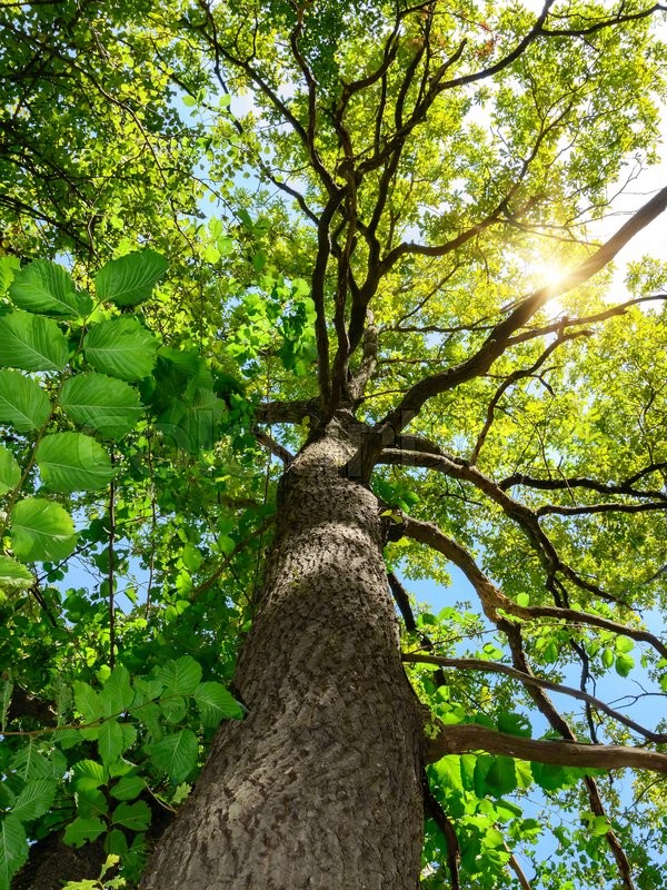 Beautiful tree trunk top view of the ... | Stock image | Colourbox