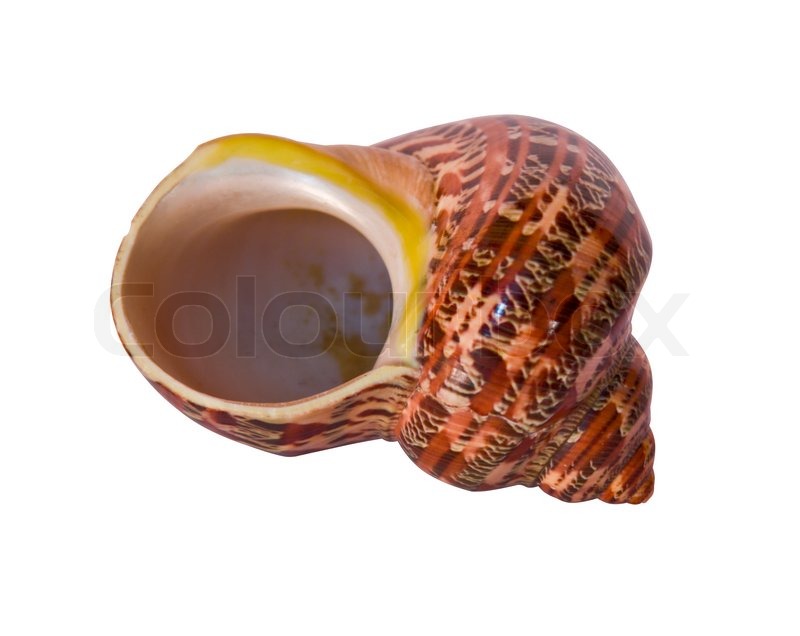 The cockle-shell is photographed ... | Stock image | Colourbox