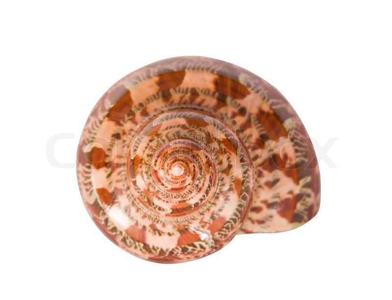 The cockle-shell is photographed ... | Stock image | Colourbox