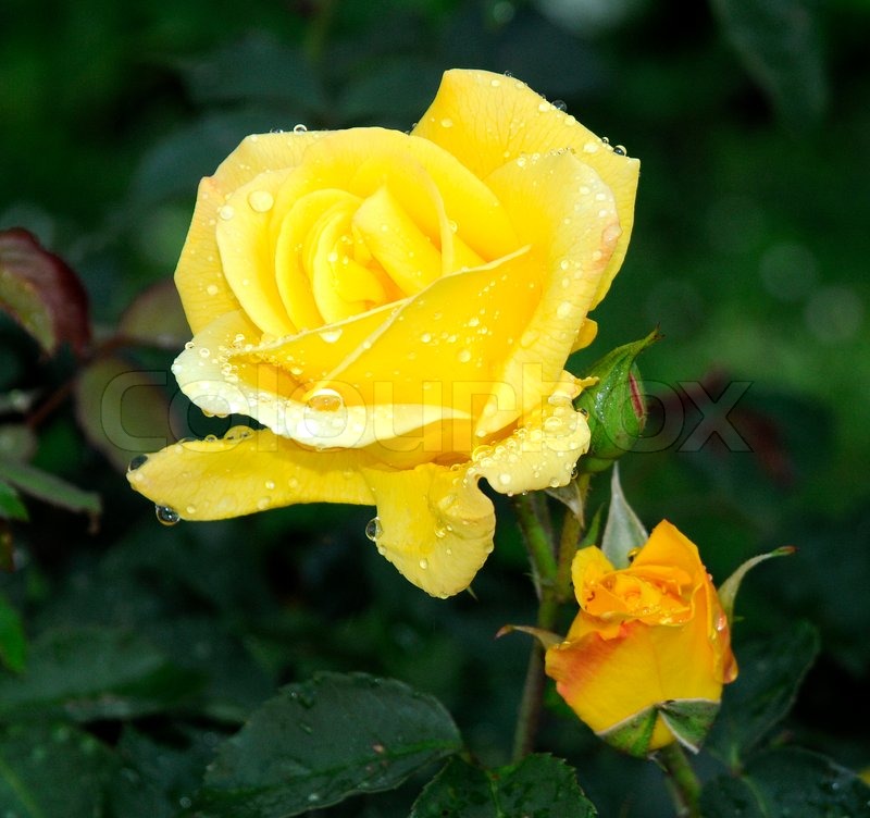 Gul rose | Stock foto | Colourbox