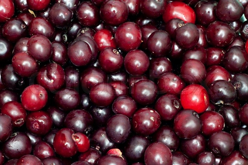 Black cherry in the background | Stock image | Colourbox