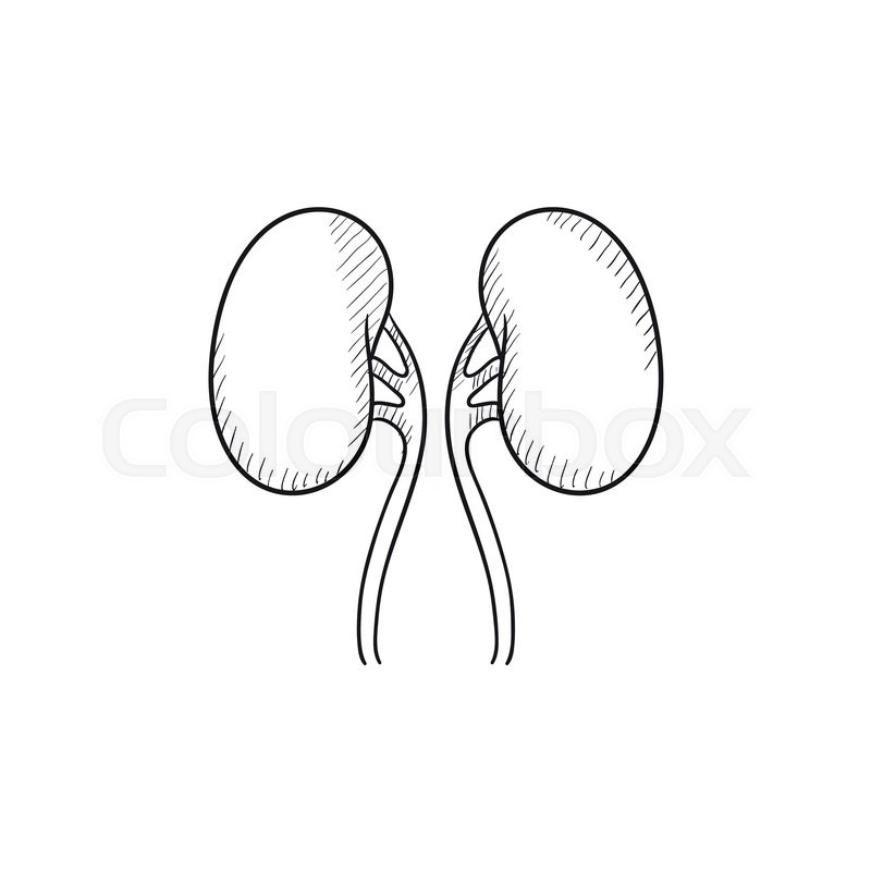 Kidney Drawing