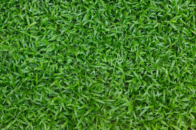 Green grass turf in garden, natural eco ... | Stock image | Colourbox