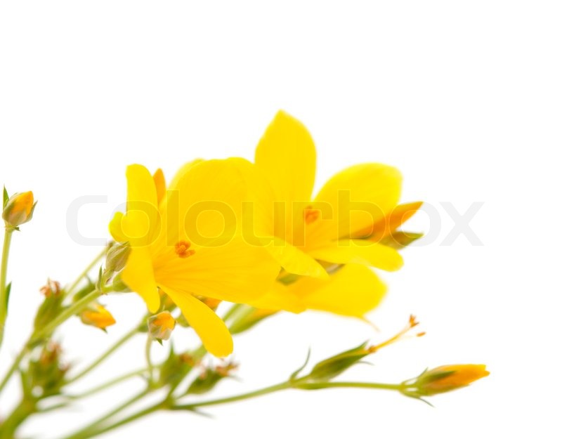 Eng gul blomst på en hvid baggrund | Stock foto | Colourbox