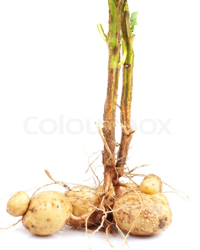 Potato with root close up isolated on ... | Stock image | Colourbox
