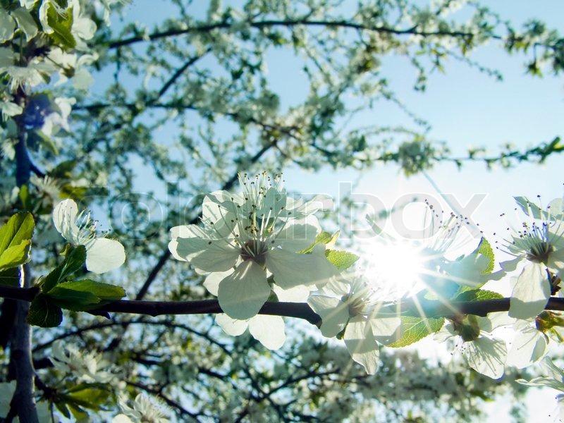 The spring time, trees branches in the ... | Stock image | Colourbox