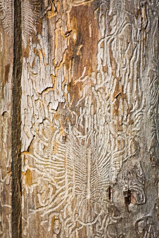 Drawing of a bark of a tree | Stock image | Colourbox