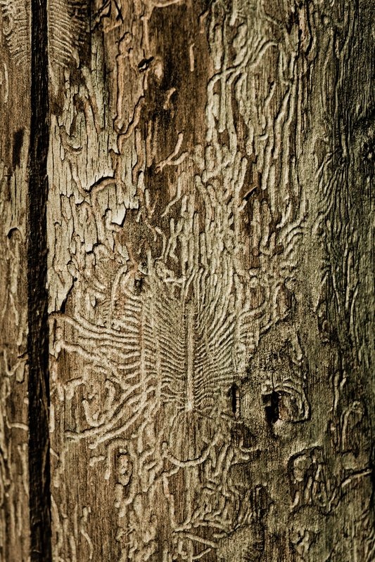 Drawing of a bark of a tree | Stock image | Colourbox