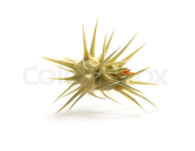 Isolated prickly. Element of design. | Stock image | Colourbox