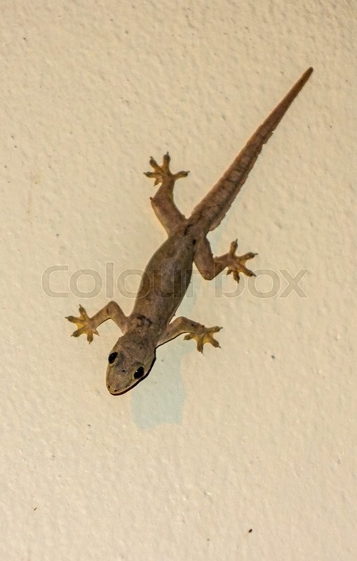 Small Gray Gecko Lizard on a Colored ... | Stock image | Colourbox