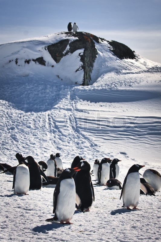 A large group of penguins having fun in ... | Stock image | Colourbox