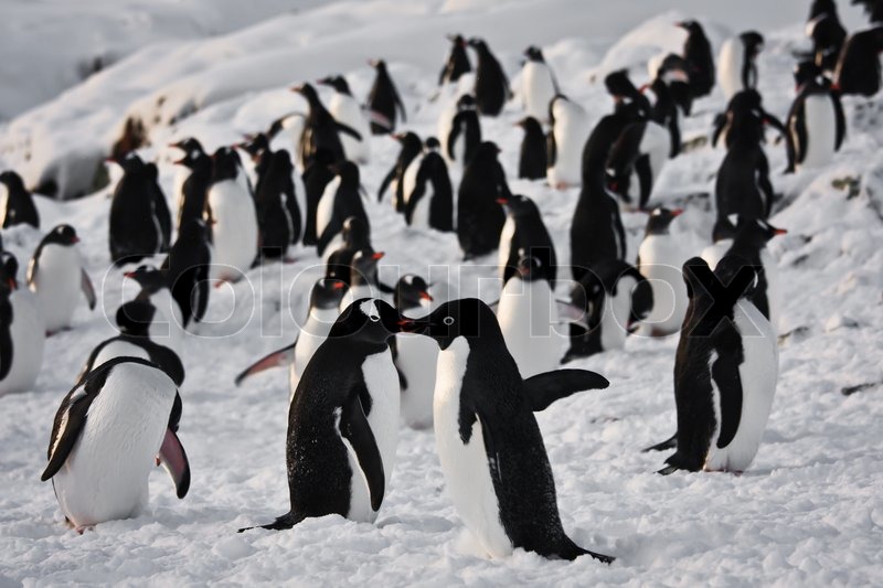 A large group of penguins having fun in ... | Stock image | Colourbox