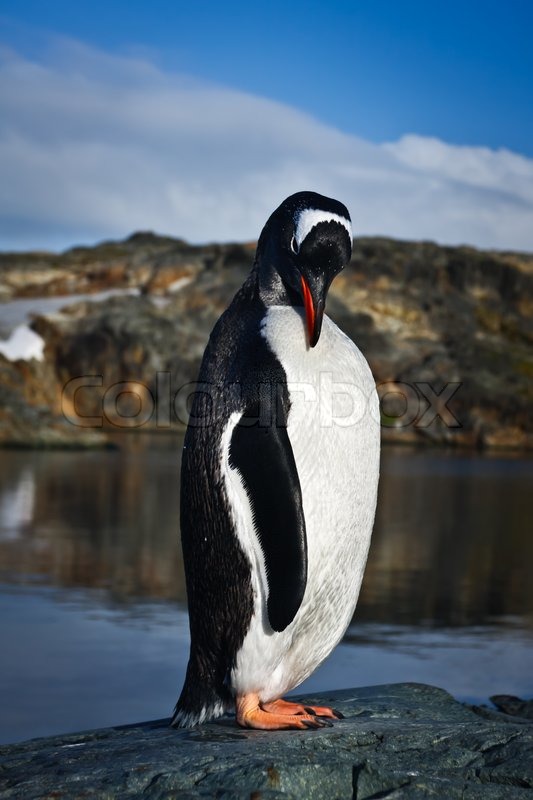 Pinguin auf den Felsen stehen in der ... | Stock Bild | Colourbox